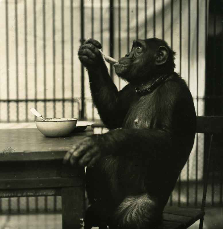 Germany Berlin Zoological Garden Chimpanzee old Stereoview Photo NPG 1900