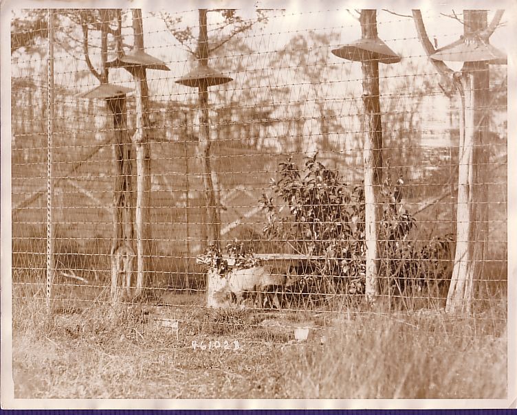 Silver Fox Ranch Farm North Fork USA elevage renards argent s old Photo ...